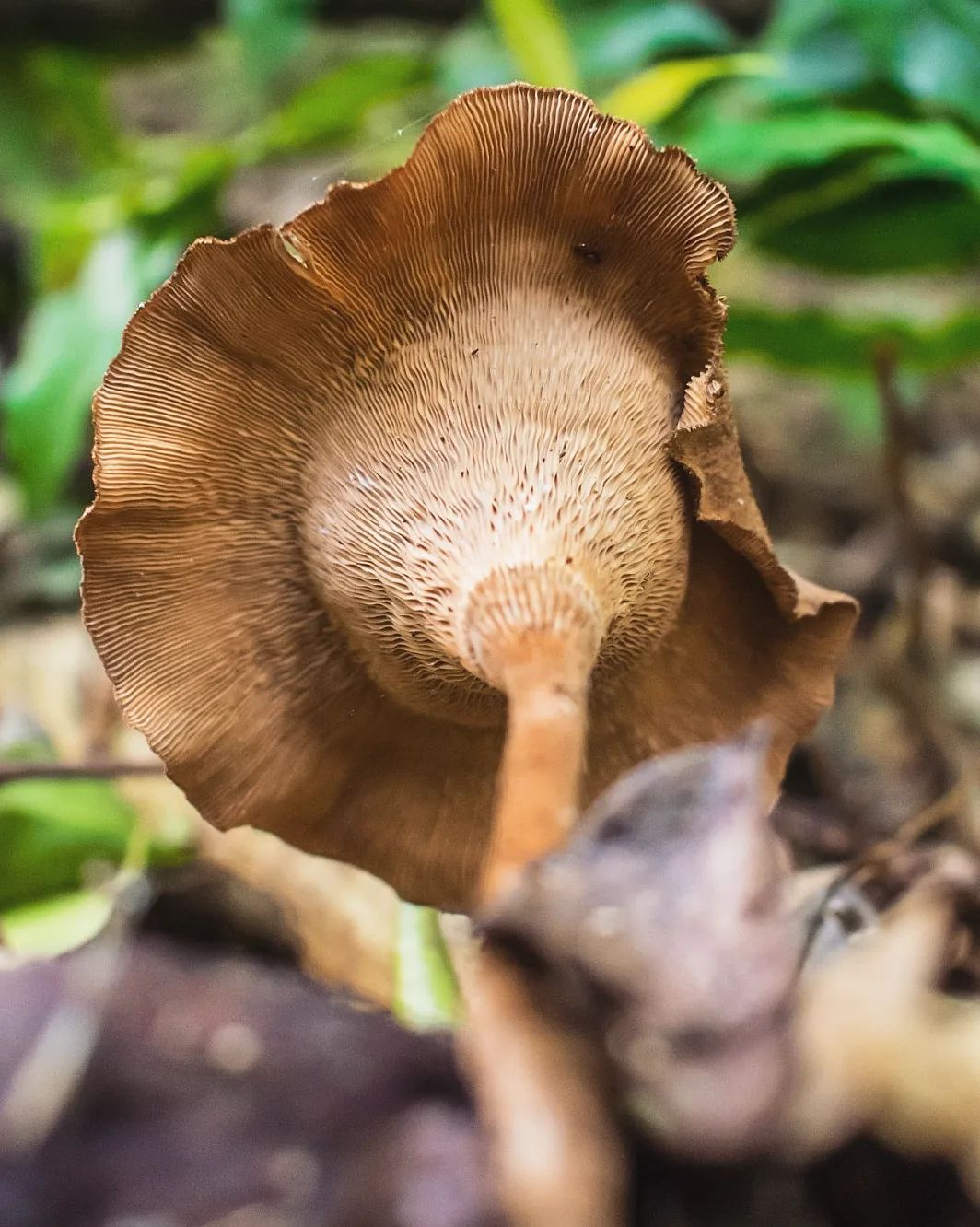 Cogumelo Funil de Veludo na Serra Gaúcha | Panus velutinus