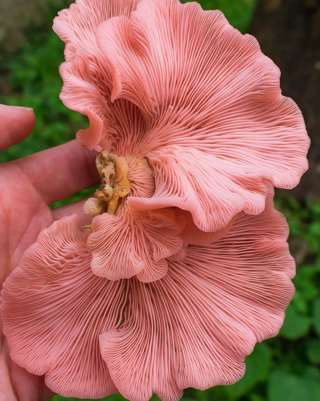 Identificação de cogumelos silvestres no Brasil | O que você precisa saber