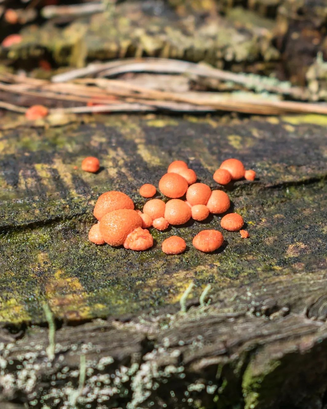 Mixomiceto Lycogala epidendrum no Brasil | Slime mold