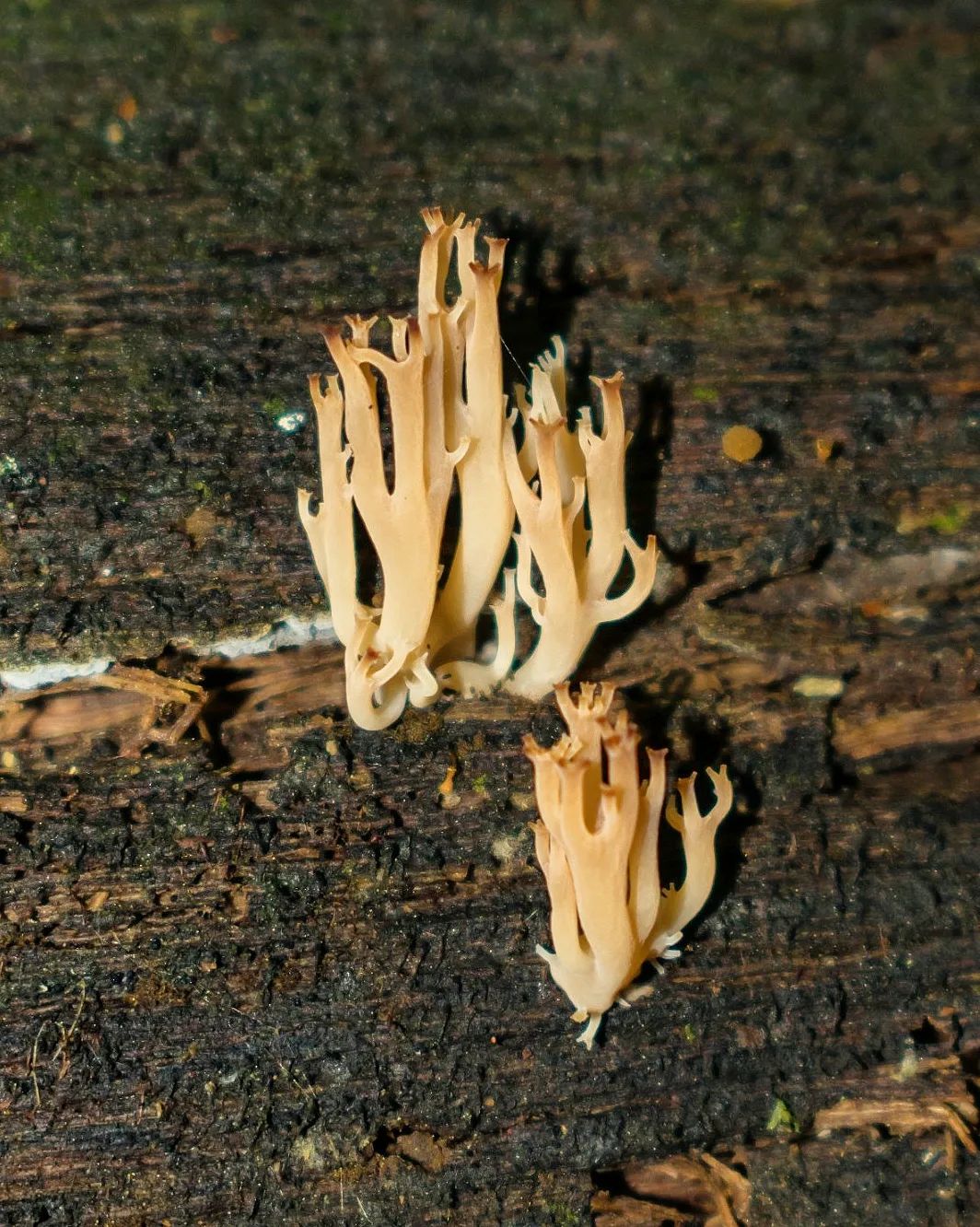 Fungo coral do gênero Artomyces no Rio Grande do Sul | Brasil