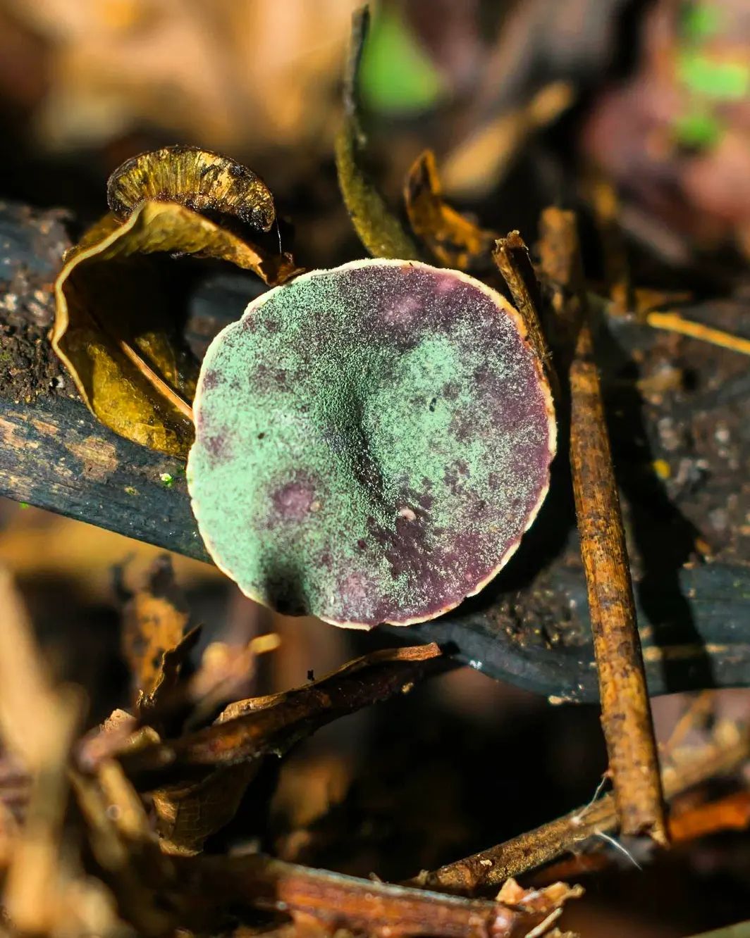 Mauve Elfcup (Phillipsia domingensis) | Wild edible mushroom
