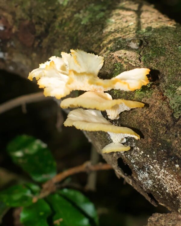 Wild edible mushroom in Brazil | Favolus brasiliensis