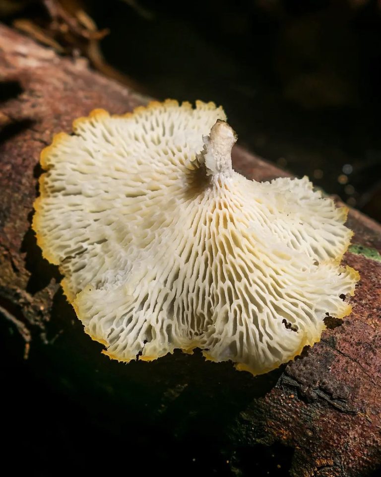Wild edible mushroom in Brazil | Favolus brasiliensis