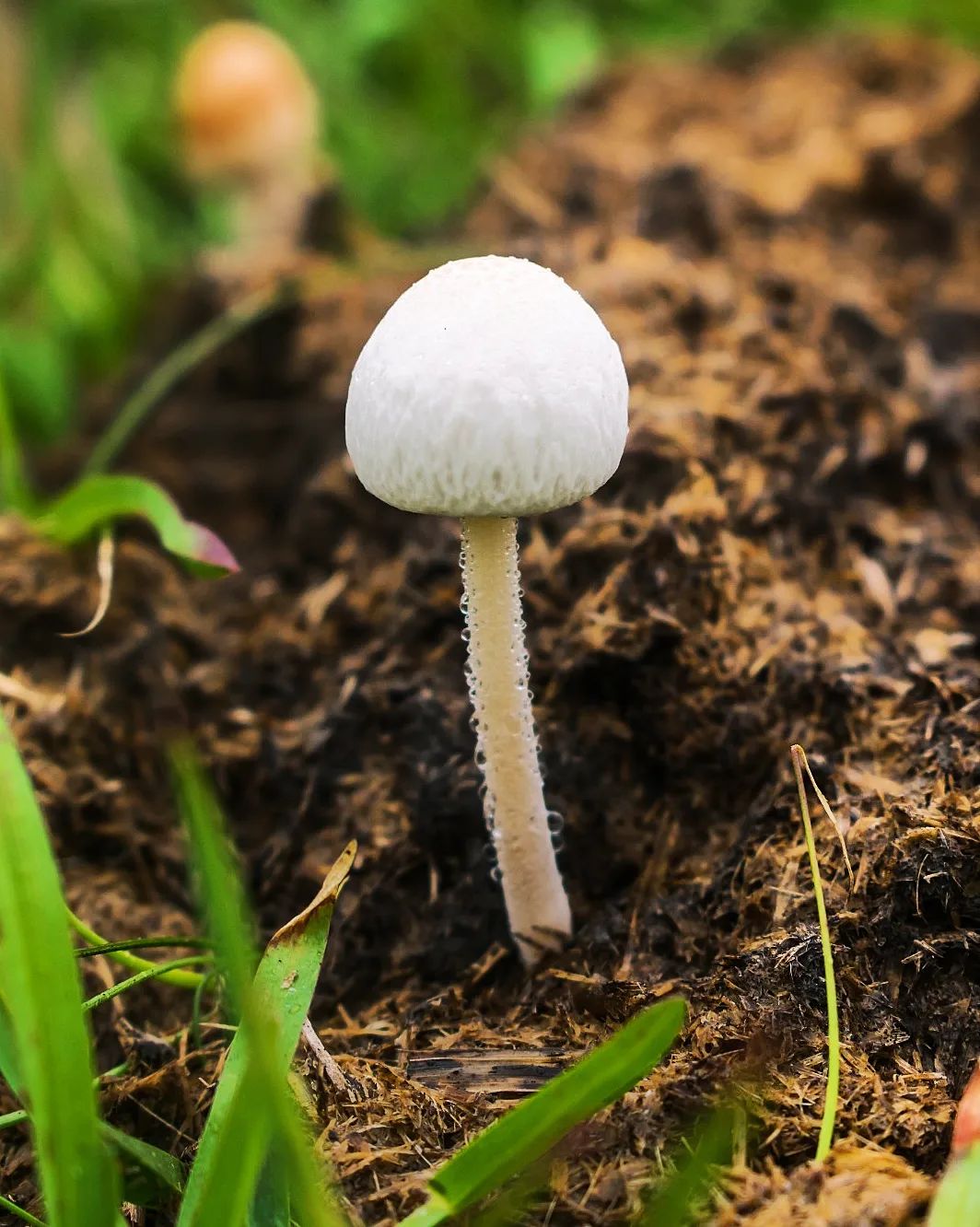 Panaeolus antillarum | Cogumelo crescendo sobre esterco