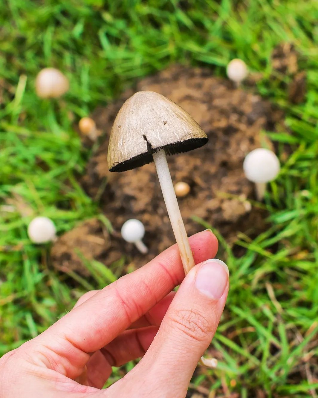 Panaeolus antillarum | Cogumelo crescendo sobre esterco