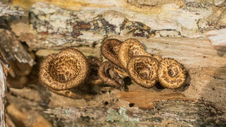Cogumelos comestíveis do gênero Lentinus | L. berteroi e L. crinitus