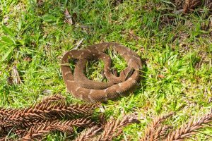 Jararaca, serpente peçonhenta no Rio Grande do Sul