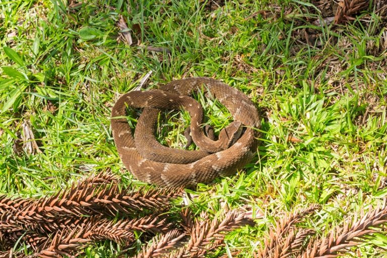 Jararaca, serpente peçonhenta no Rio Grande do Sul